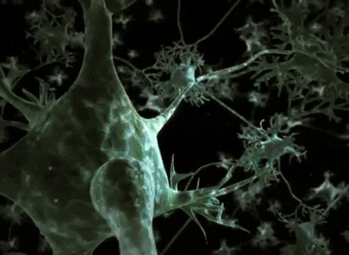 experiences shape how we learn – Neurosoma