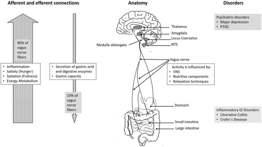 vagus nerve: brain-gut axis in psychiatric and inflammatory disorders ...